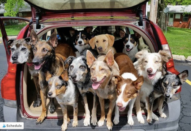 The best thing about animal rescue transport was the way it changed my ...