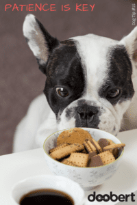 Rescue Animals for Adoption - Tip No. 15 "Patience"