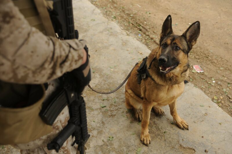 National K9 Veterans Day : Top 5 Legendary War Dogs - Doobert