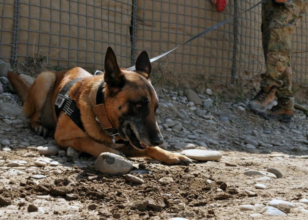 National K9 Veterans Day : Top 5 Legendary War Dogs - Doobert