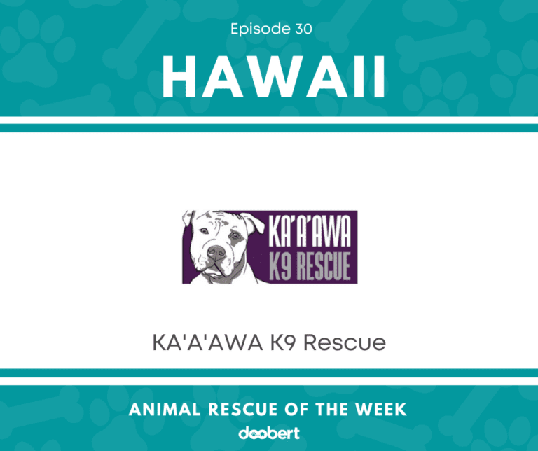 Animal Rescue of the Week: Episode 30 - KA'A'AWA K9 Rescue in Hawaii ...