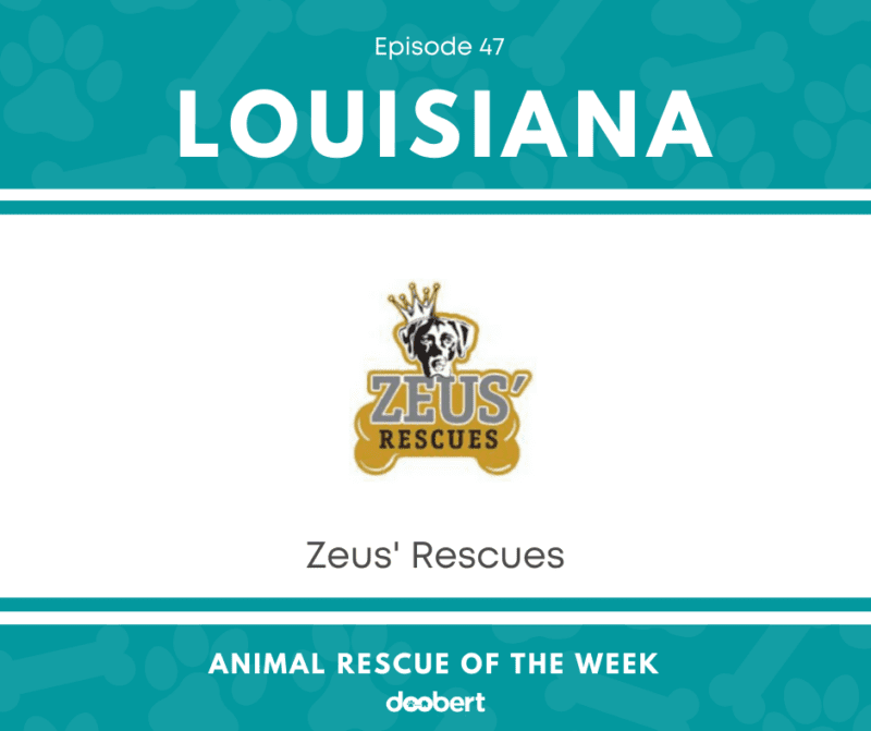 Animal Rescue of the Week: Episode 47 – Zeus' Rescues - Doobert