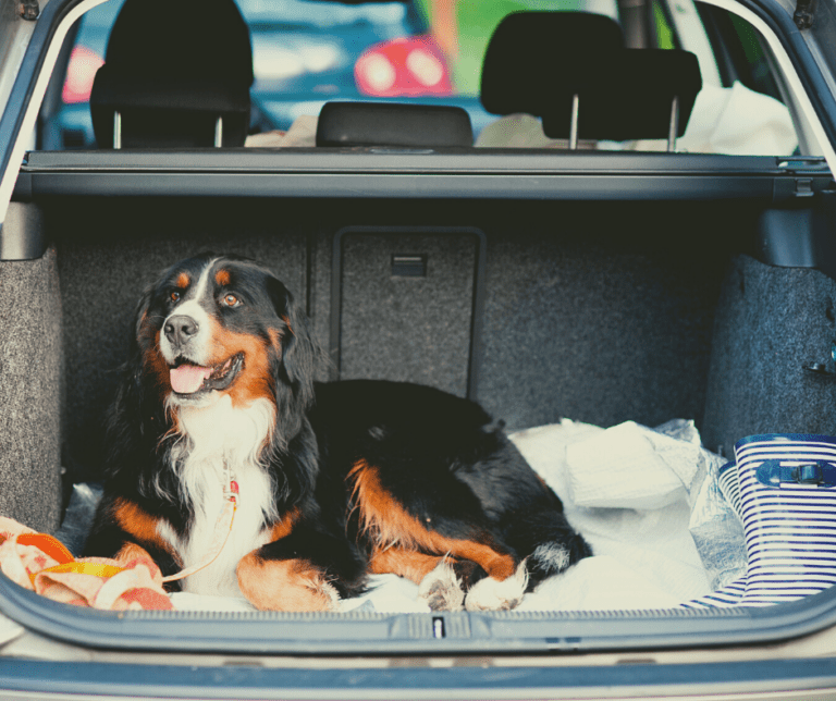 Animal Rescue Transport in 8 Easy Steps - Doobert