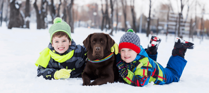 7 Reasons Why You'll Love Fostering An Older Dog - Doobert