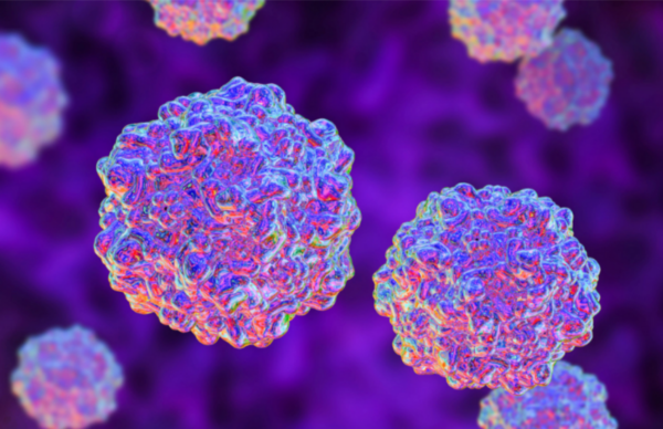 Parvo Dog Virus: 4 Signs of Recovery - Doobert