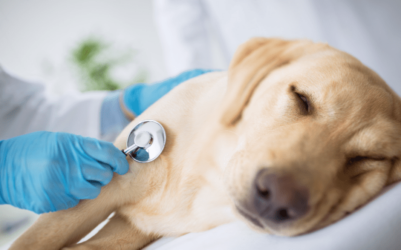 Sepsis in Dogs: What You Need to Know - Doobert