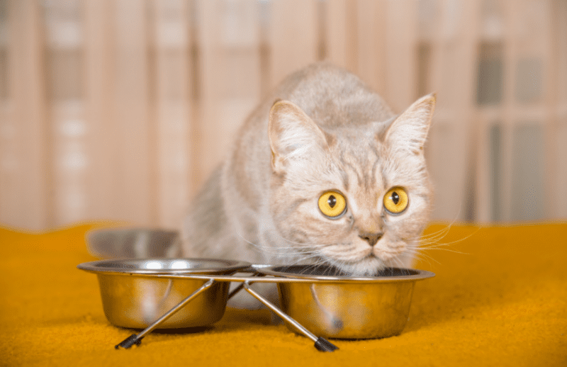 Cat Vomit looks like Poop: Why and what to do then? - Doobert