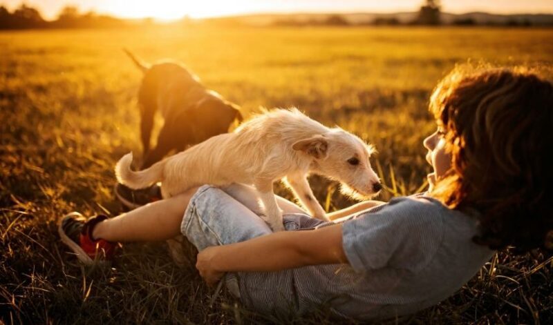 The Surprising Similarities Between Humans and Their Pets - Doobert