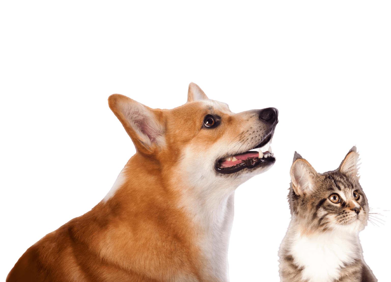 Doobert Paid Plans - Doobert